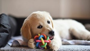 Dog Poop: What’s Normal, What’s Not, and When to Call the Vet